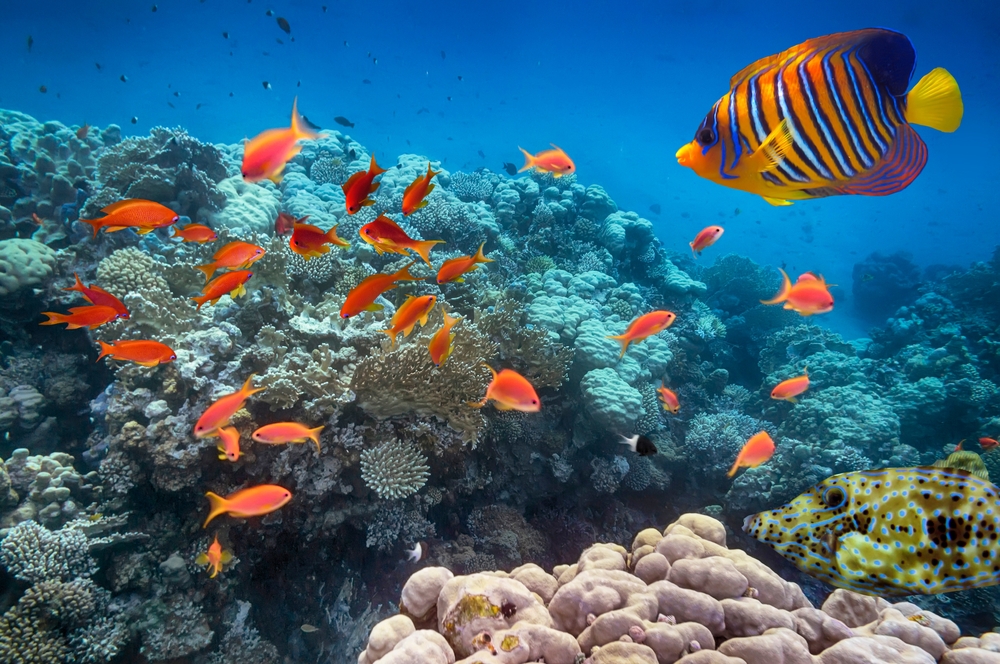 Nejkrásnější korálové utesy na světě - kde je najdete - TUI