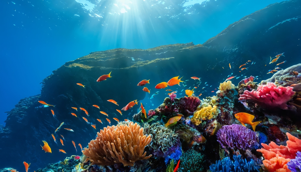 Nejkrásnější korálové utesy na světě - kde je najdete - TUI